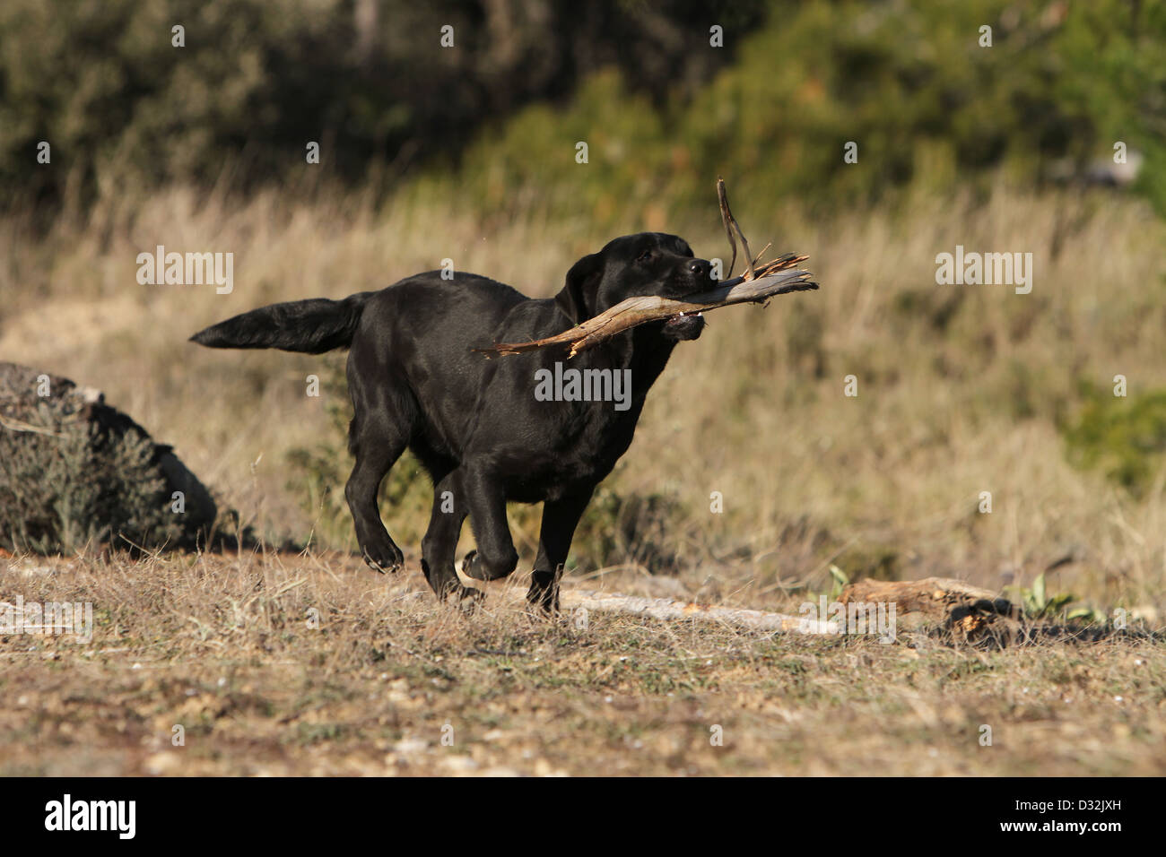 Black labrador retriever retrieving a stick hi-res stock photography ...