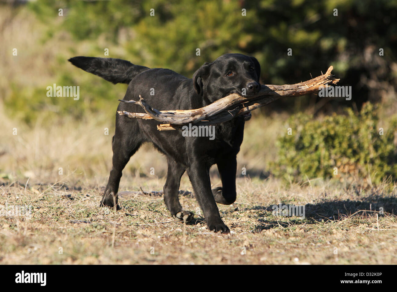 Labrador Stick In Mouth Running High Resolution Stock Photography and ...