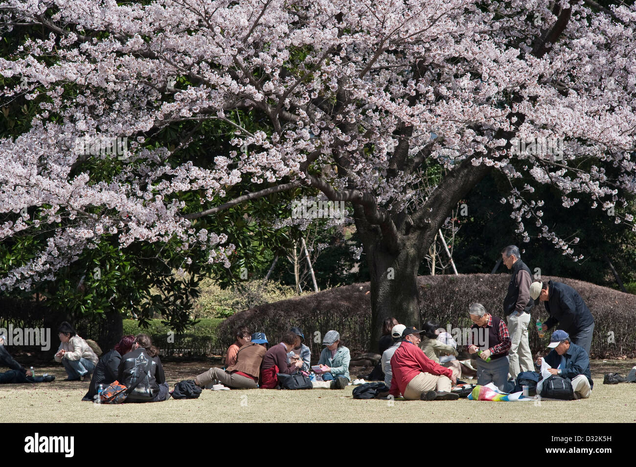 Picnickers holding traditional hanami parties to enjoy the spring ...