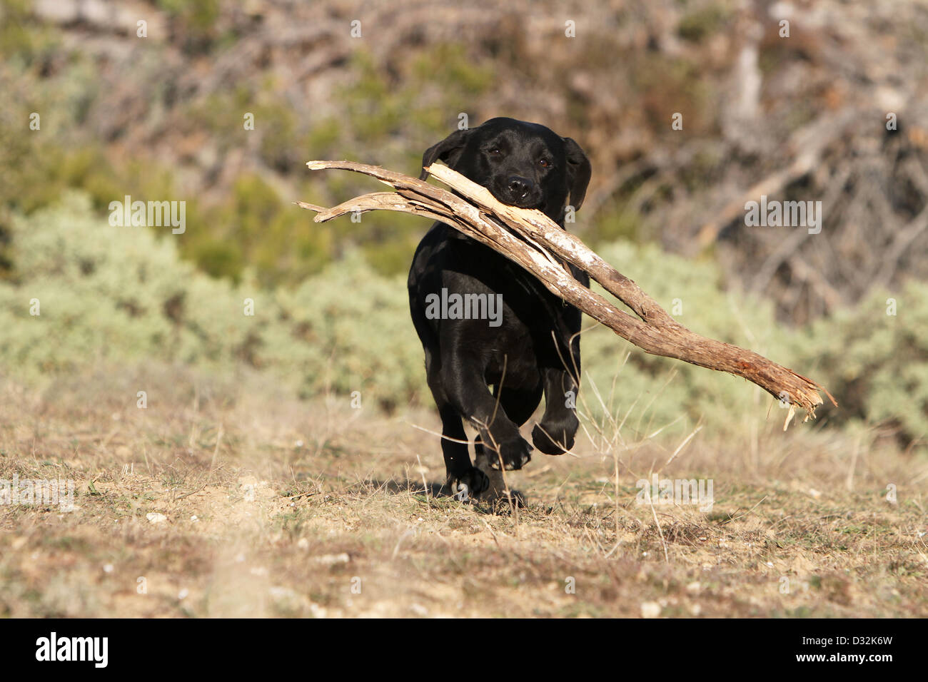 Black labrador retrieving a stick hi-res stock photography and images ...