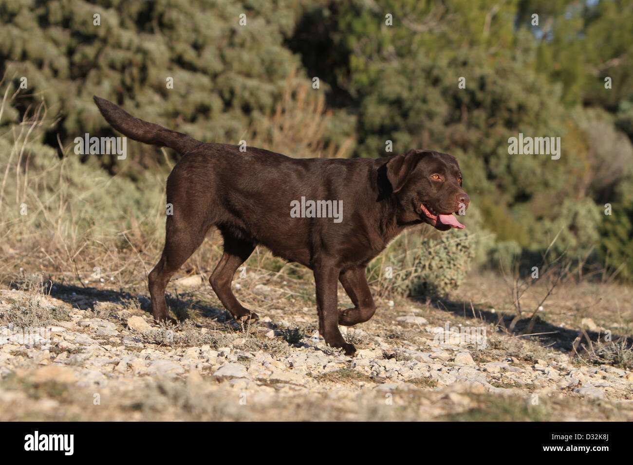 Female Chocolate Lab Running