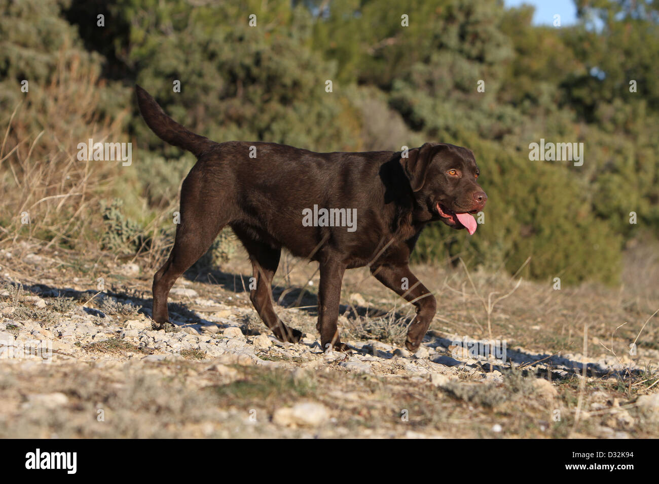 Chocolate Labrador Adult In Woods