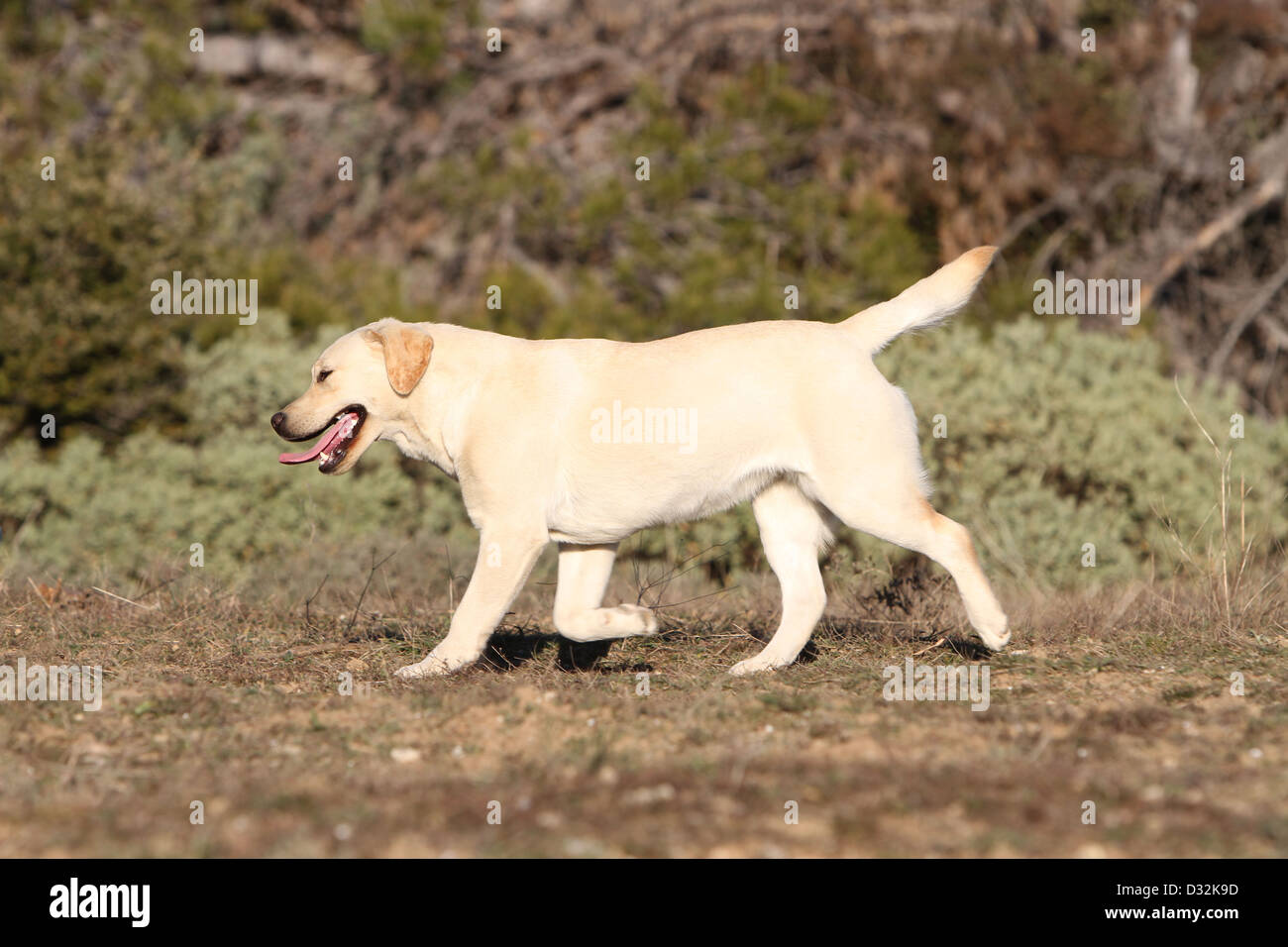Yellow labra hi-res stock photography and images - Alamy