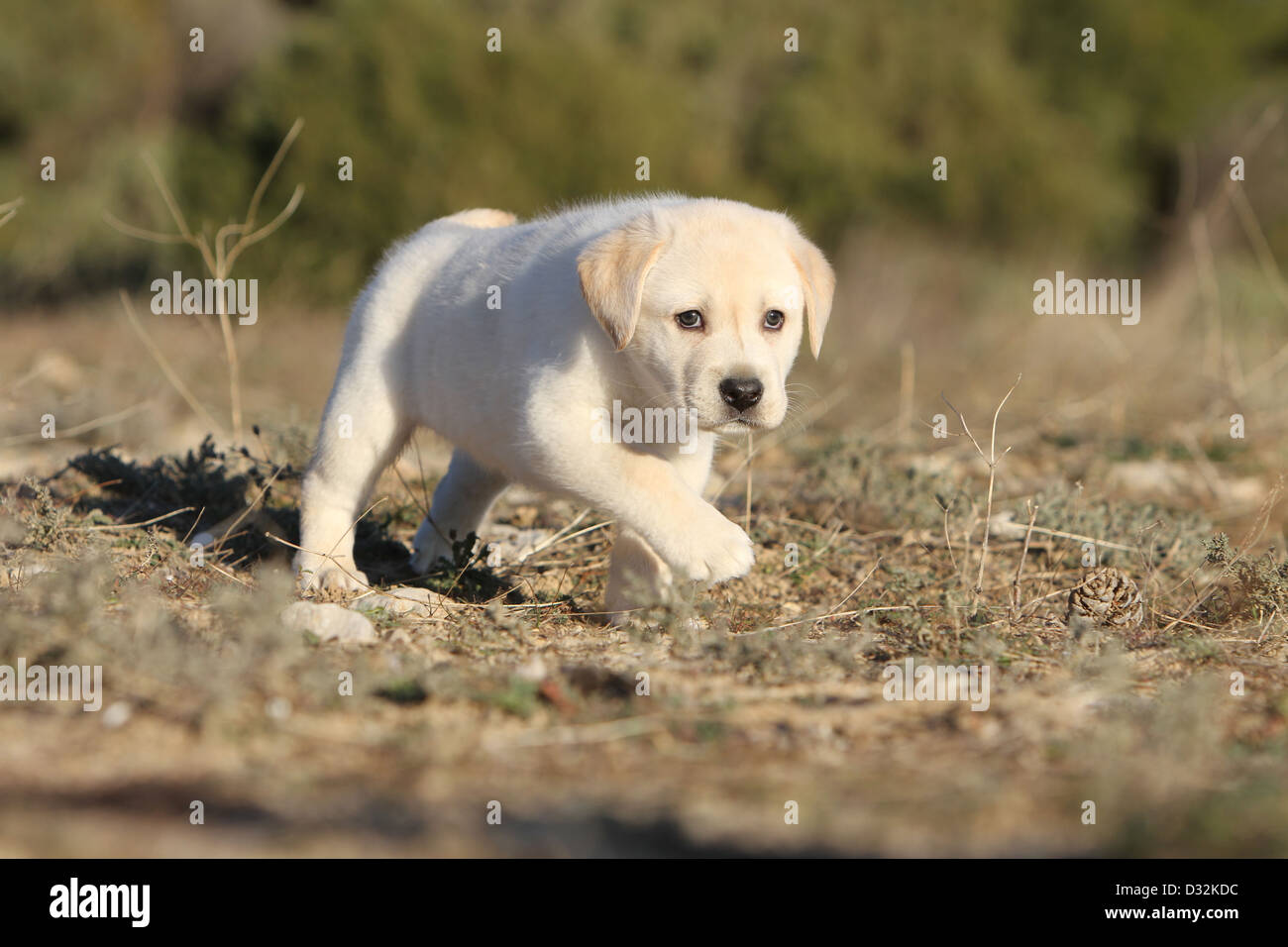 Labs assistance yellow labrador working dog cute hi-res stock ...