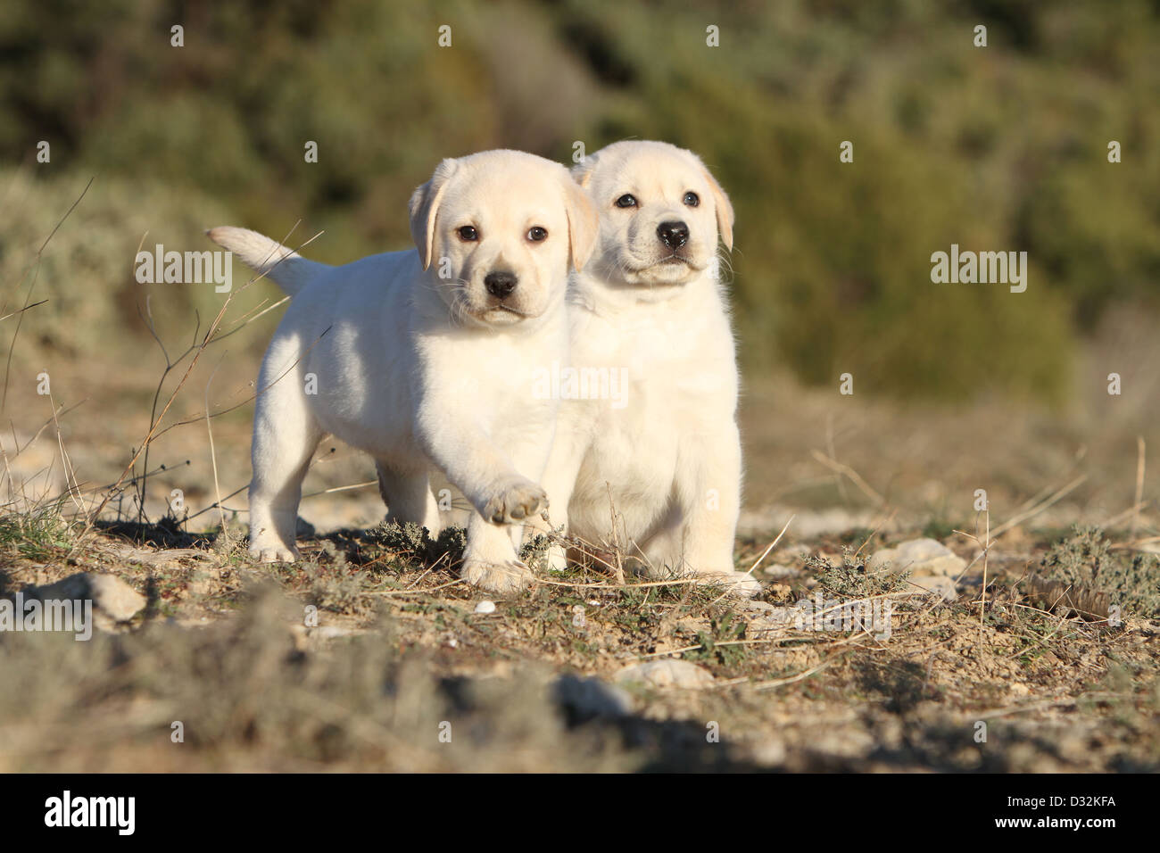 Dog Labrador Retriever two puppies (yellow) in a wood Stock Photo - Alamy