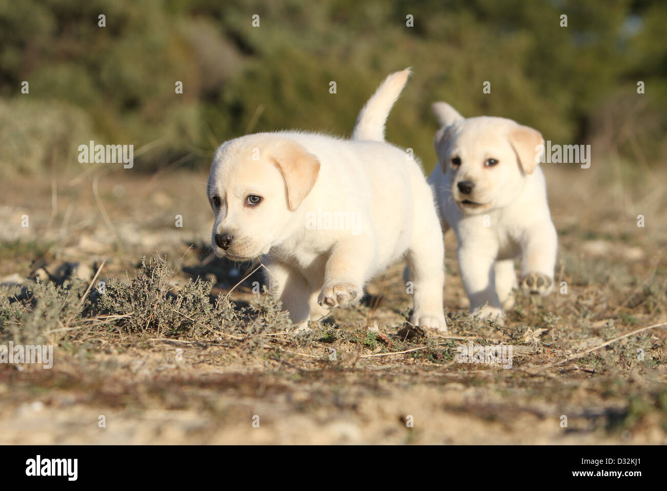 Yellow lab puppies hi-res stock photography and images - Alamy