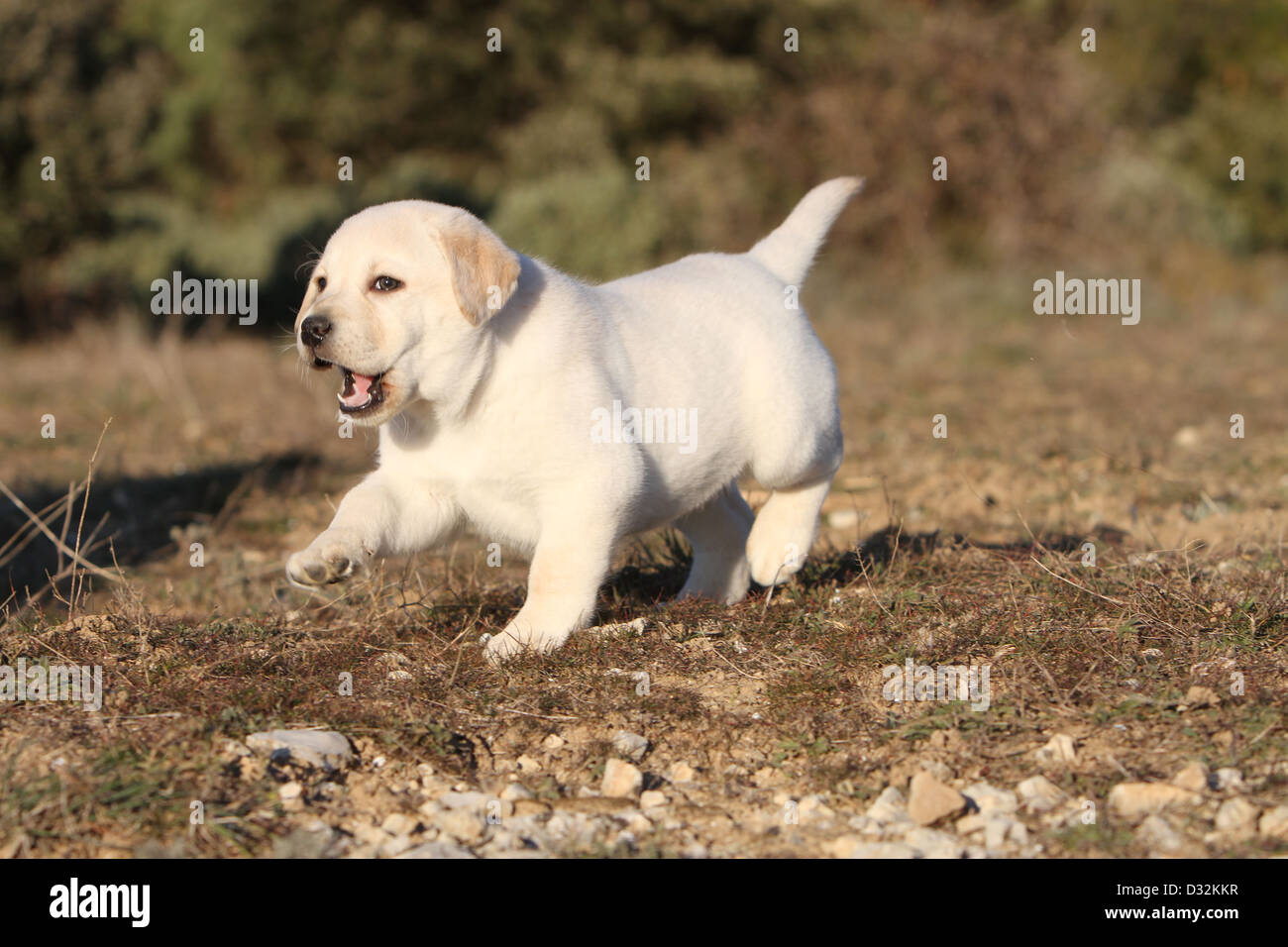 Labs assistance yellow labrador working dog cute hi-res stock ...