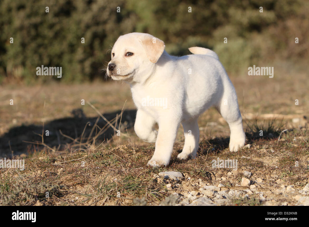 Dog Labrador Retriever puppy (yellow) walking in a wood Stock Photo - Alamy