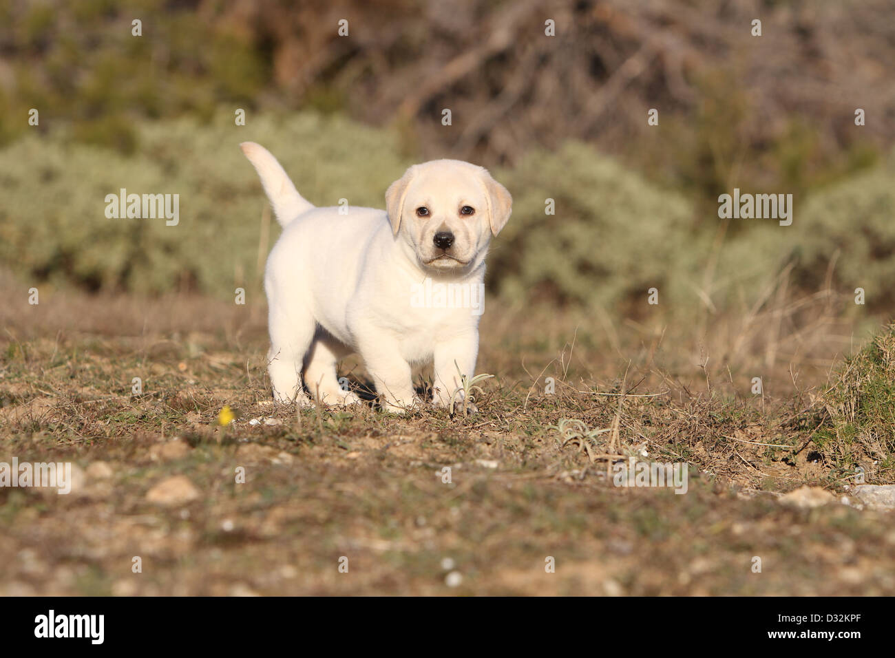 Labs assistance yellow labrador working dog cute hi-res stock ...