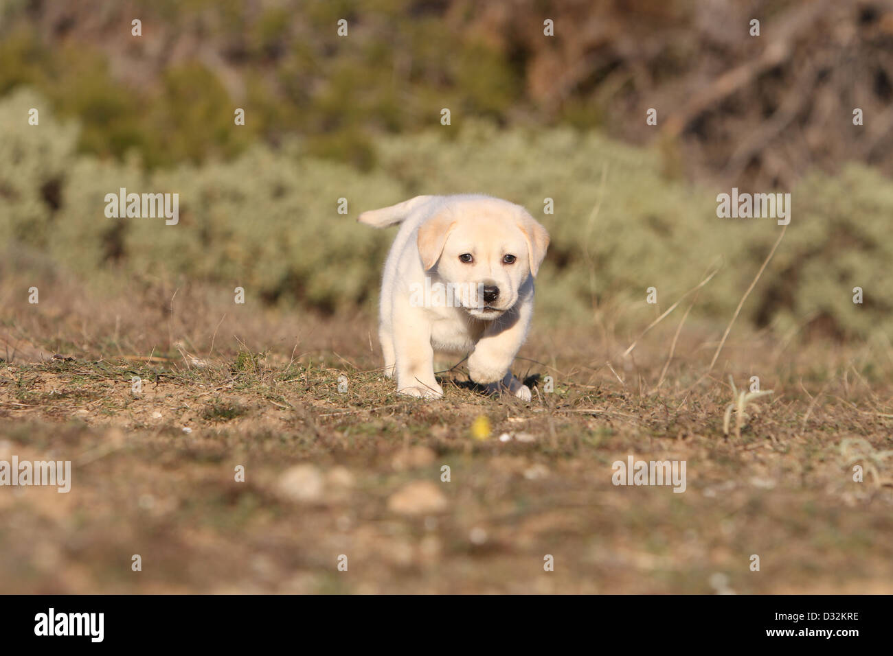 Labs assistance yellow labrador working dog cute hi-res stock ...