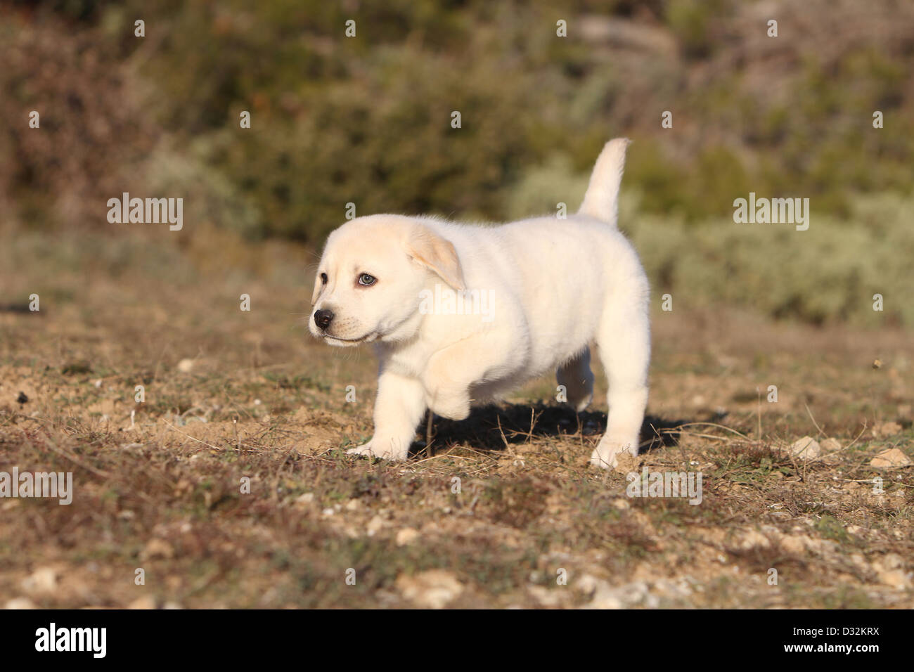 Dog Labrador Retriever puppy (yellow) walking in a wood Stock Photo - Alamy