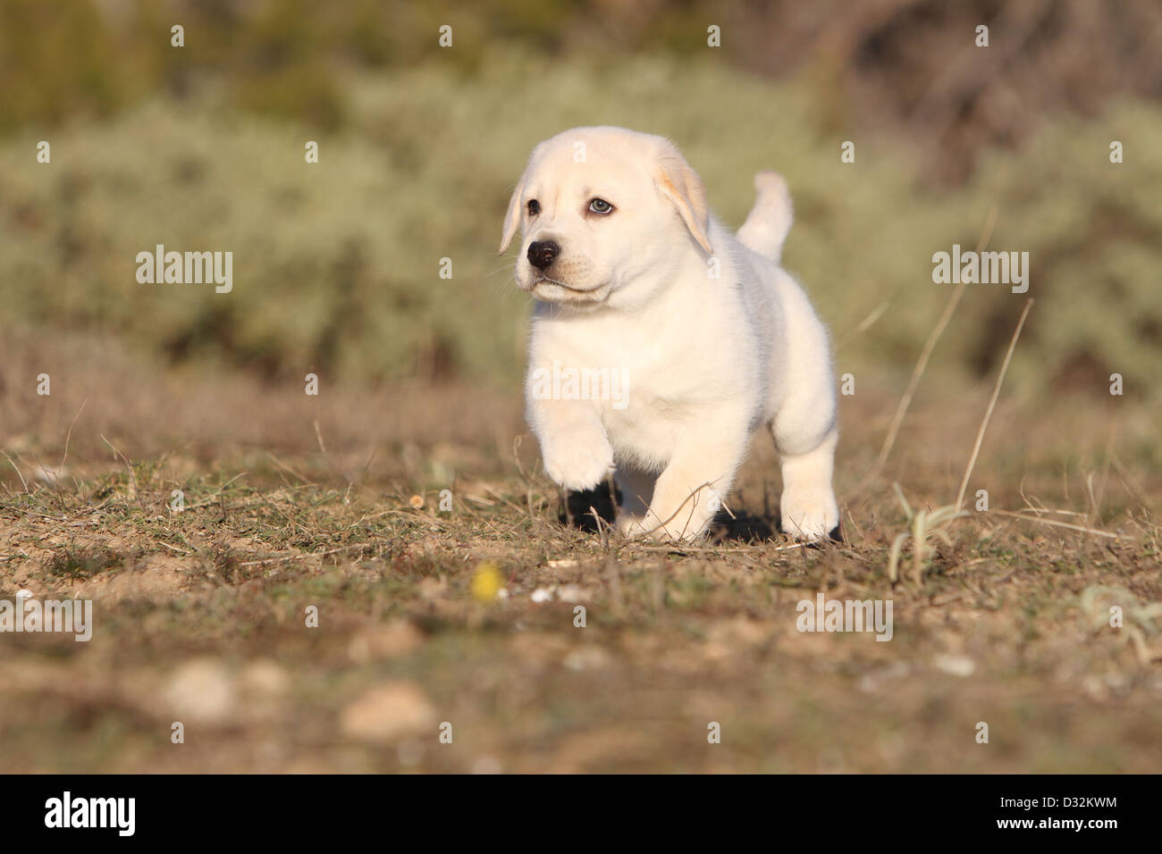 Dog Labrador Retriever puppy (yellow) walking in a wood Stock Photo - Alamy