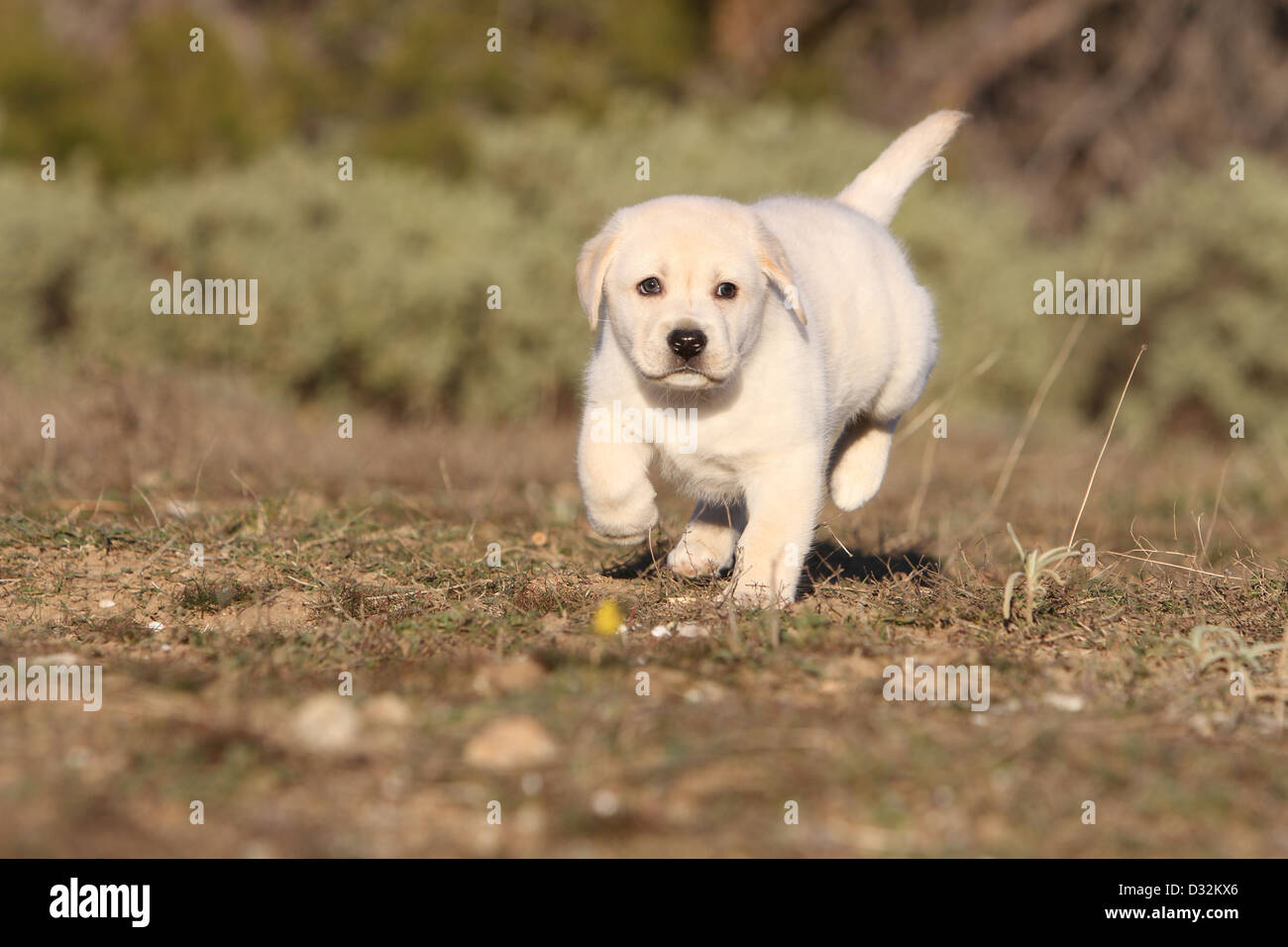 Dog Labrador Retriever puppy (yellow) running on a wood Stock Photo - Alamy