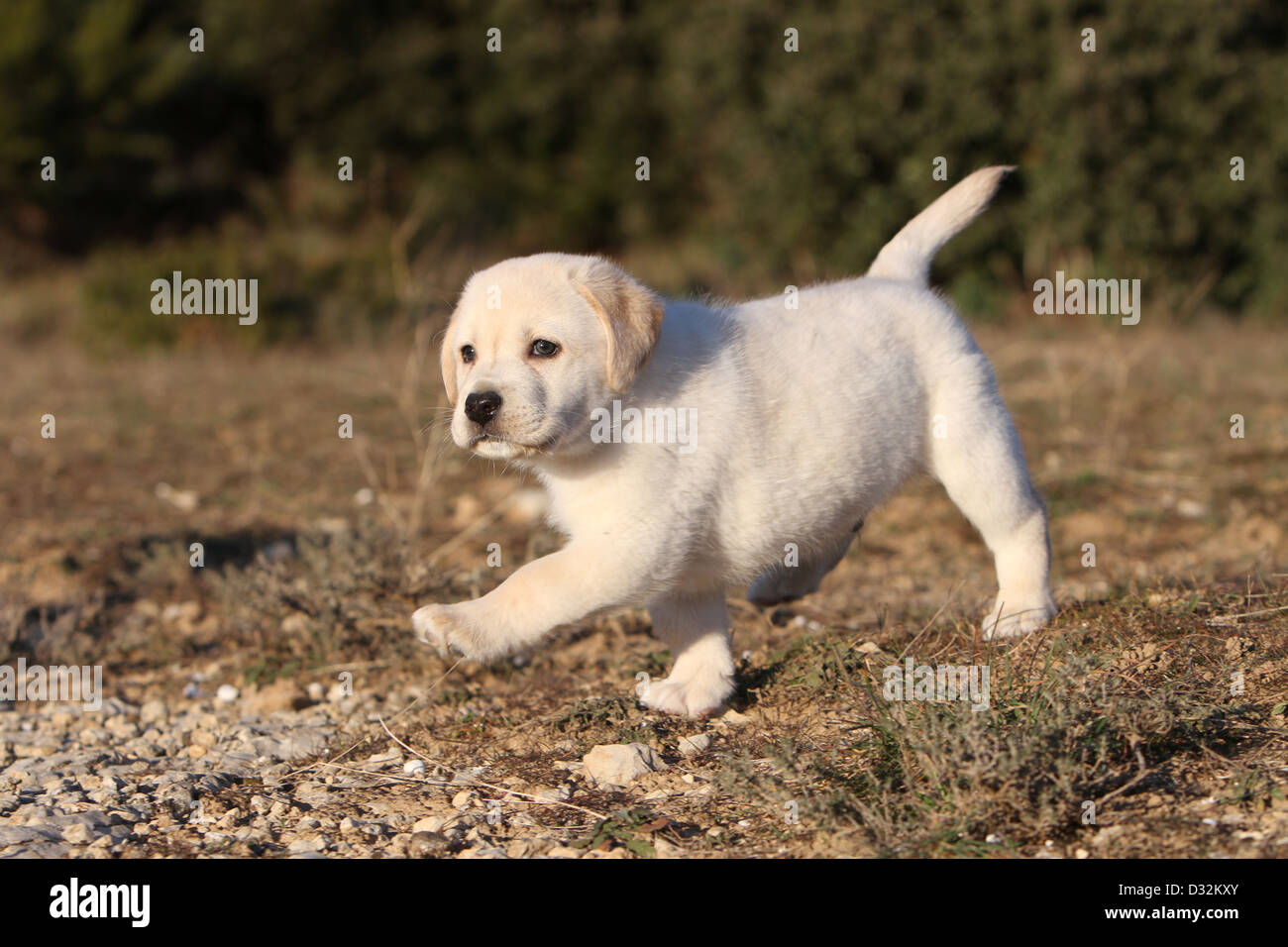 Labs assistance yellow labrador working dog cute hi-res stock photography and images - Alamy