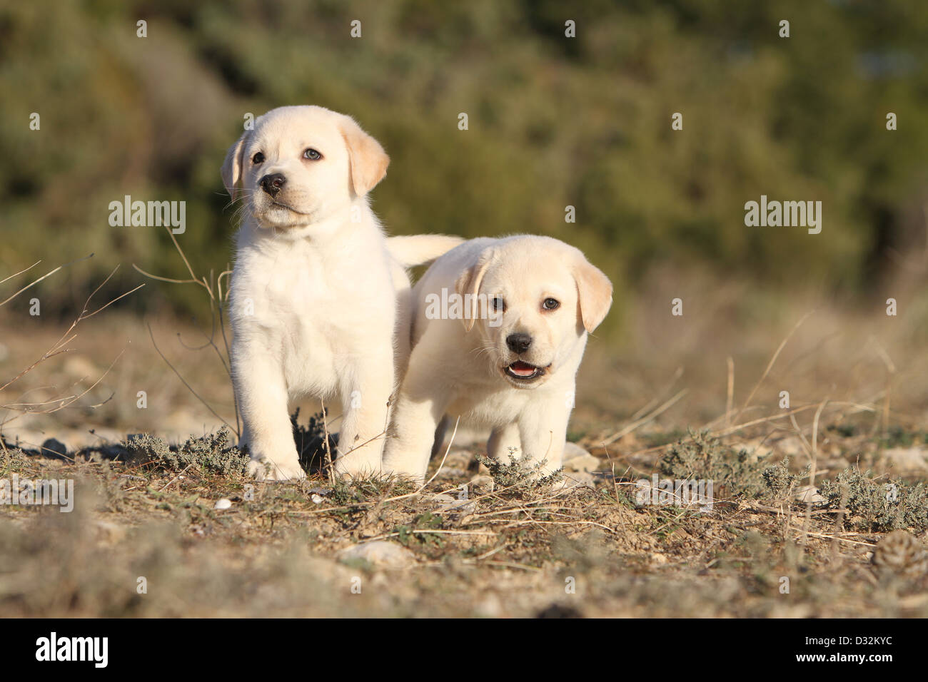 Dog Labrador Retriever two puppies (yellow) standing in a wood Stock ...