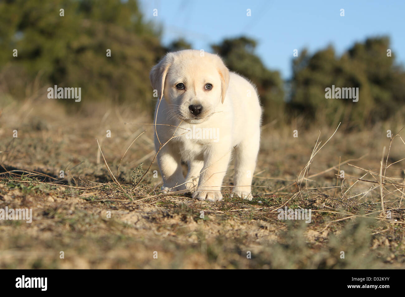 Labs assistance yellow labrador working dog cute hi-res stock ...