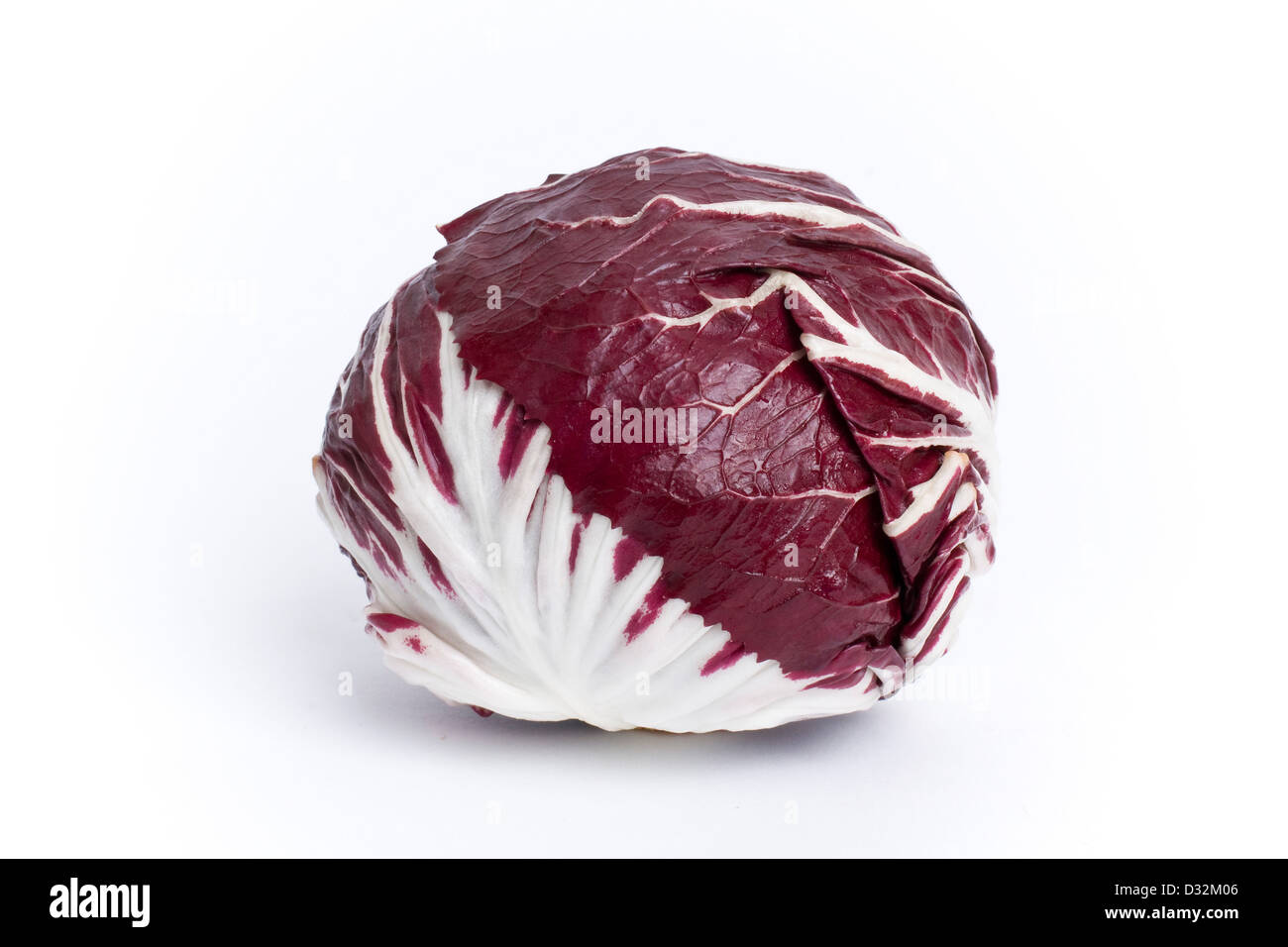 Red chicory Cichorium intybus Stock Photo - Alamy