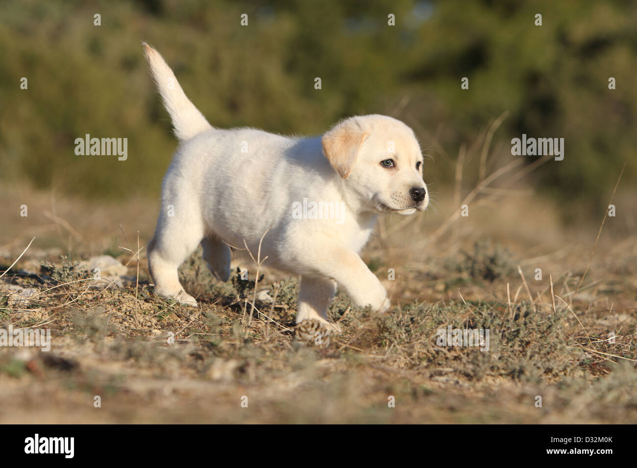 Labs assistance yellow labrador working dog cute hi-res stock ...