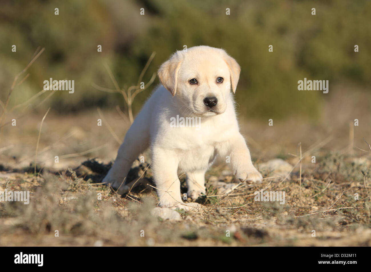Labs assistance yellow labrador working dog cute hi-res stock ...