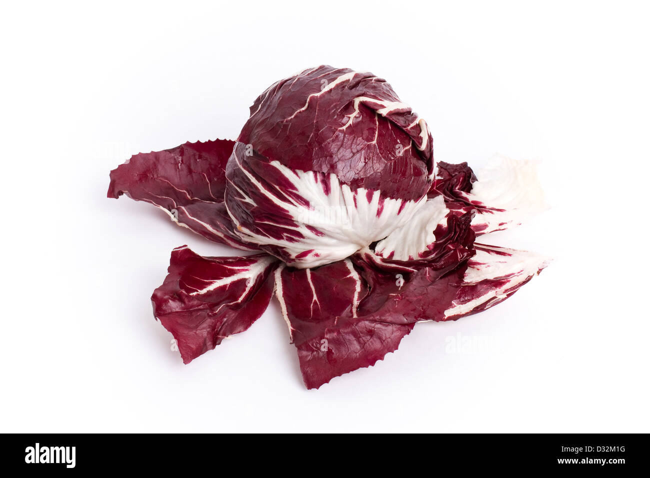 Red chicory Cichorium intybus Stock Photo - Alamy