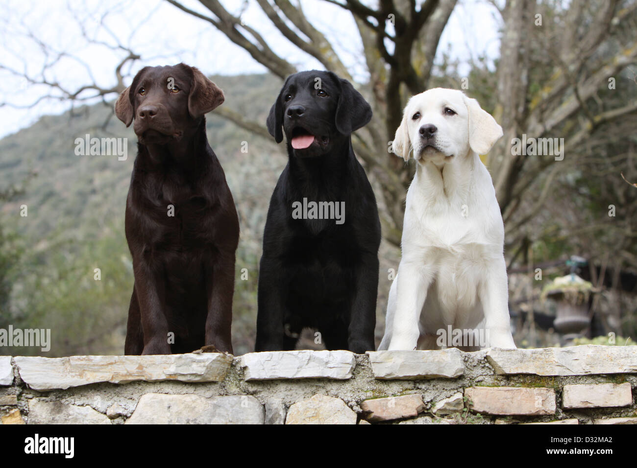 What Are The Different Colors Of Labrador Retrievers