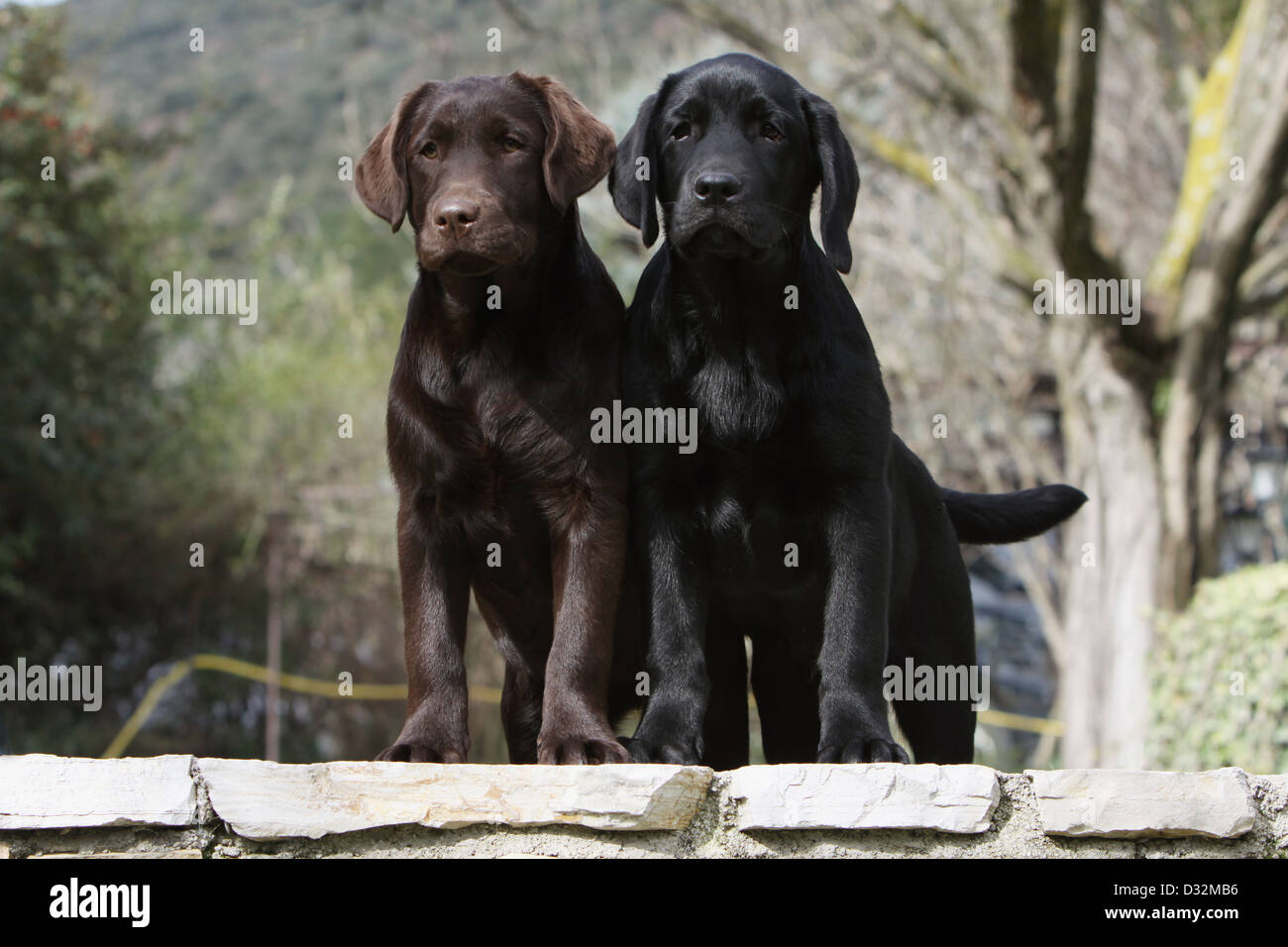 Dog Labrador Retriever two puppies different colors (chocolate and ...