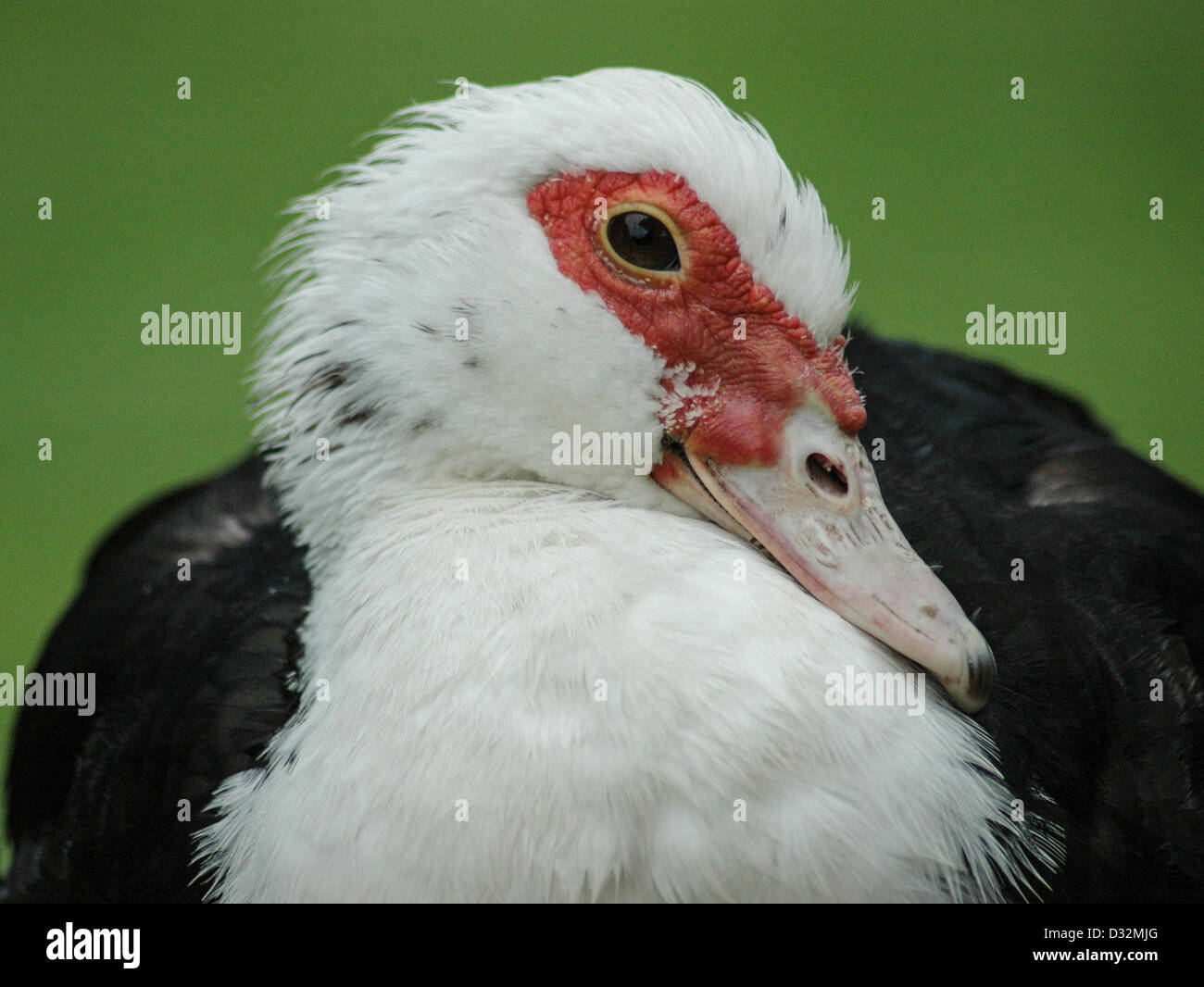 Muscovy Duck Hen Stock Photo - Alamy