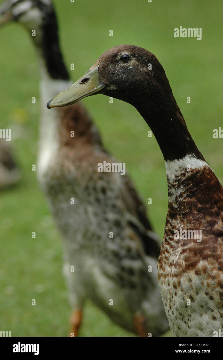 Indian Runner Drake Stock Photo - Alamy