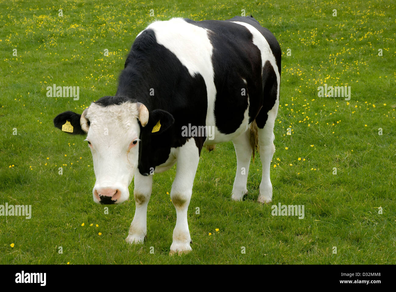 Spotted young cow Stock Photo - Alamy