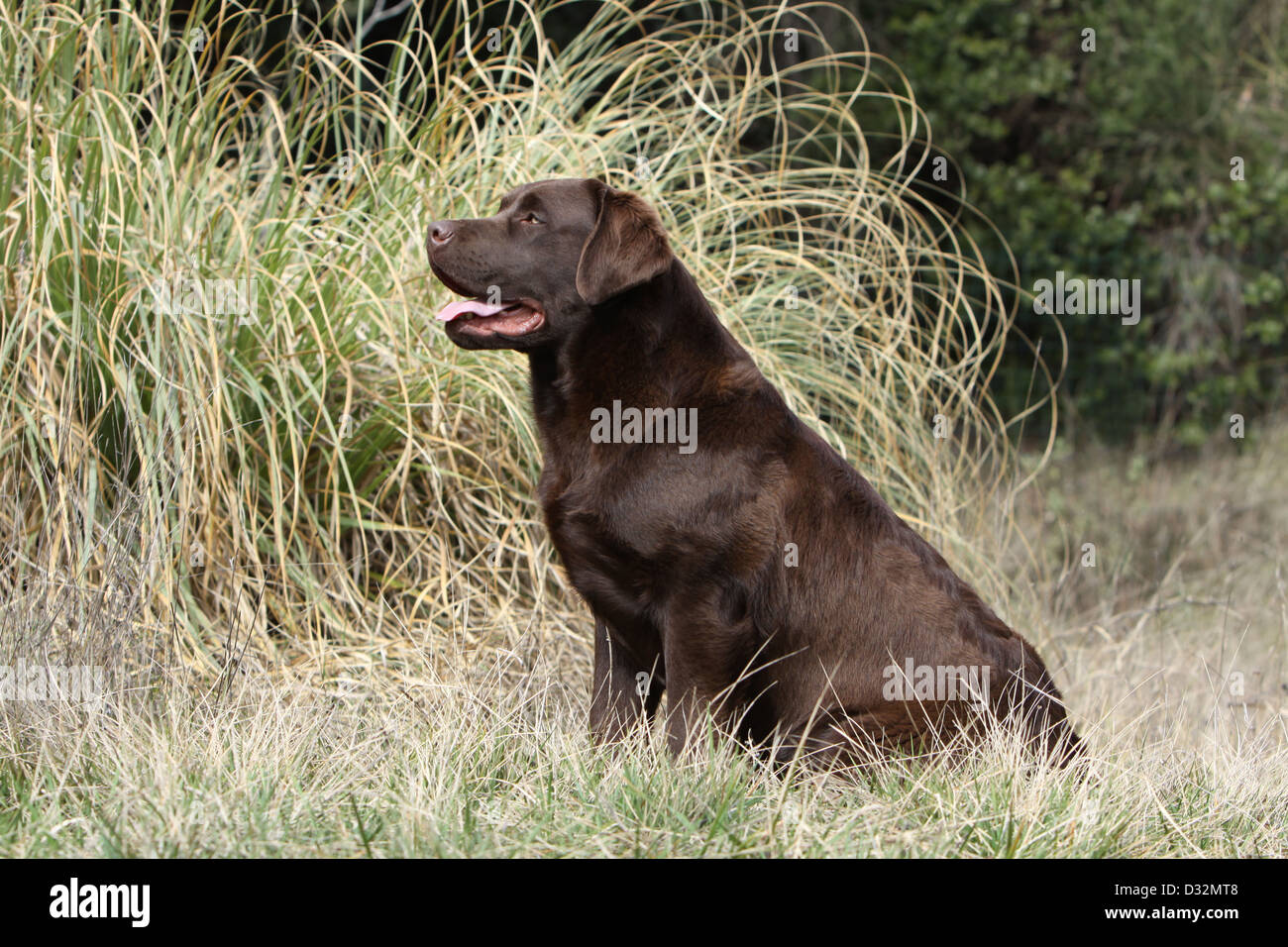 Dog Labrador Retriever adult (chocolate) sitting Stock Photo - Alamy