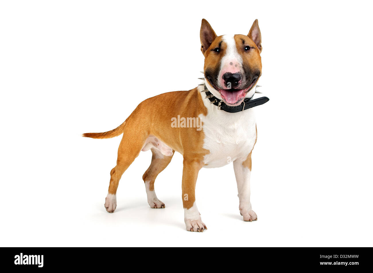 Beautiful young Bull Terrier isolated in white Stock Photo - Alamy
