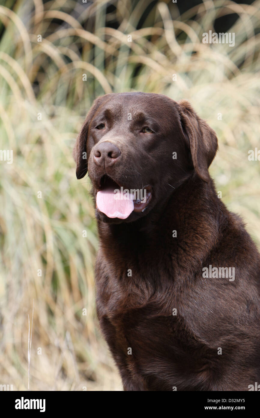 Dog Labrador Retriever adult (chocolate) portrait Stock Photo - Alamy