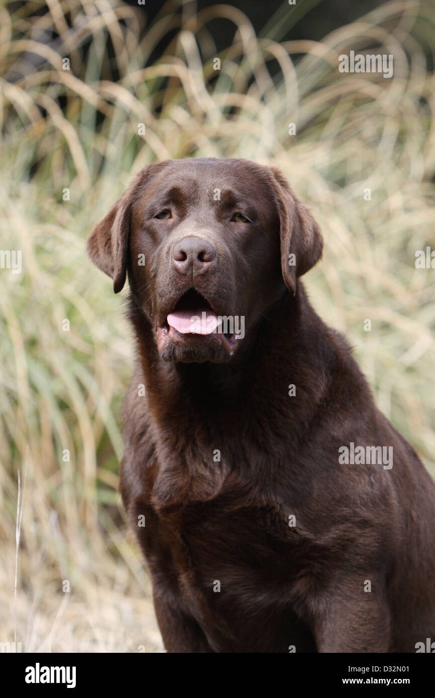 Dog Labrador Retriever adult (chocolate) portrait Stock Photo - Alamy