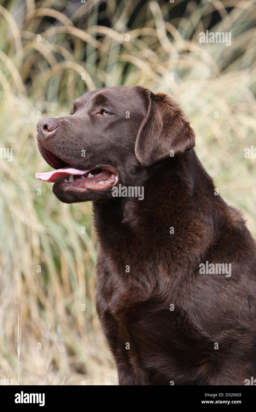Dog Labrador Retriever adult (chocolate) portrait Stock Photo - Alamy