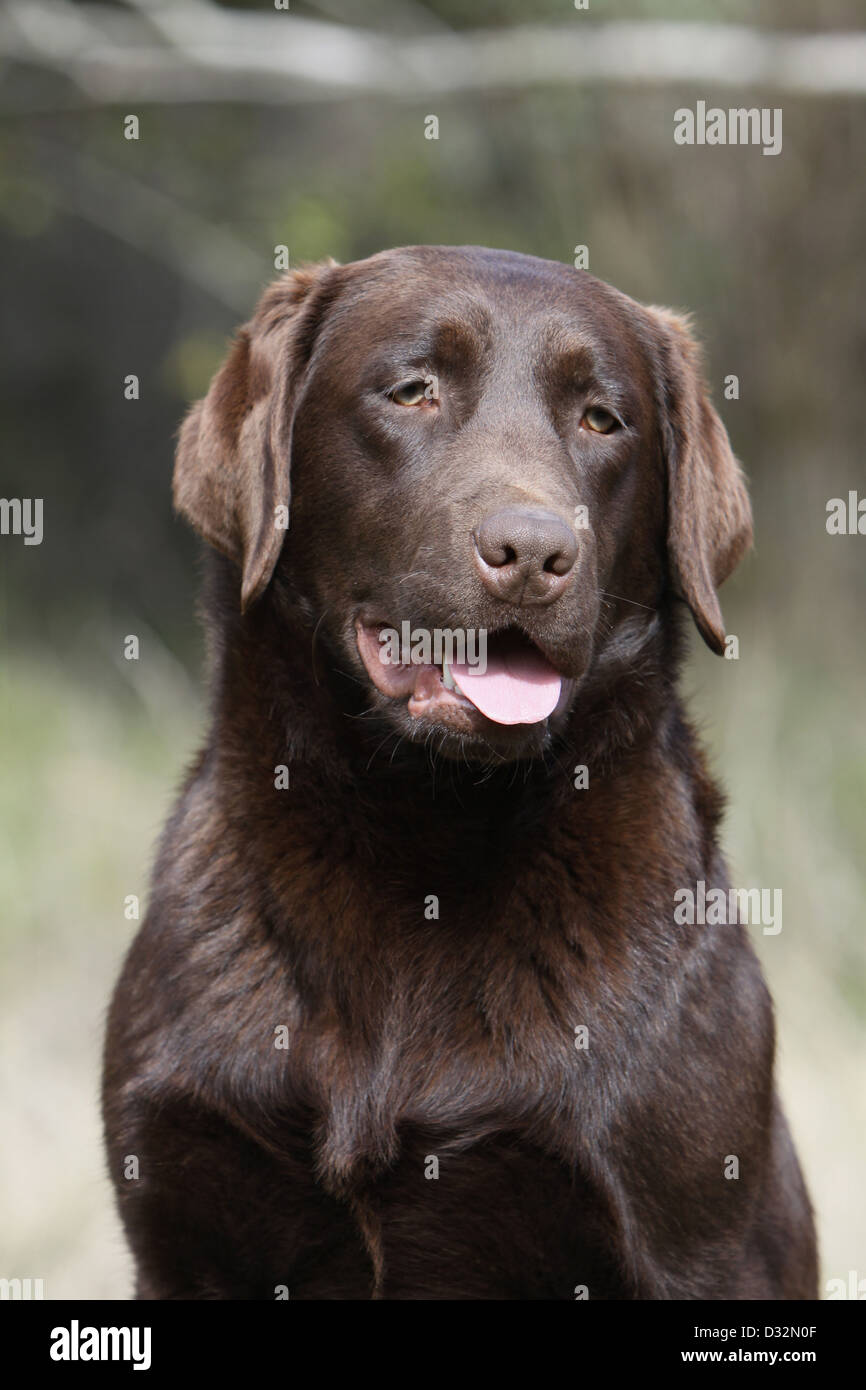 Dog Labrador Retriever adult (chocolate) portrait Stock Photo - Alamy