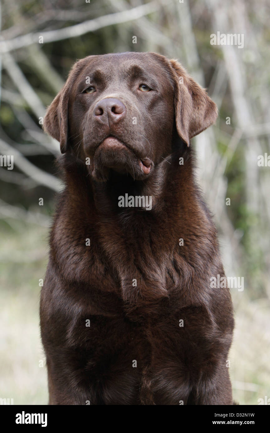 Dog Labrador Retriever adult (chocolate) portrait Stock Photo - Alamy