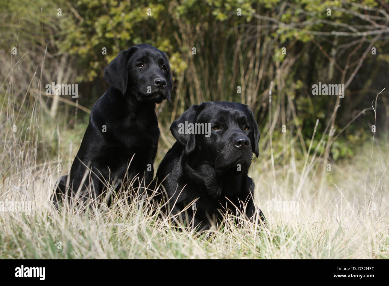 Labrador puppy black labs hi-res stock photography and images - Alamy