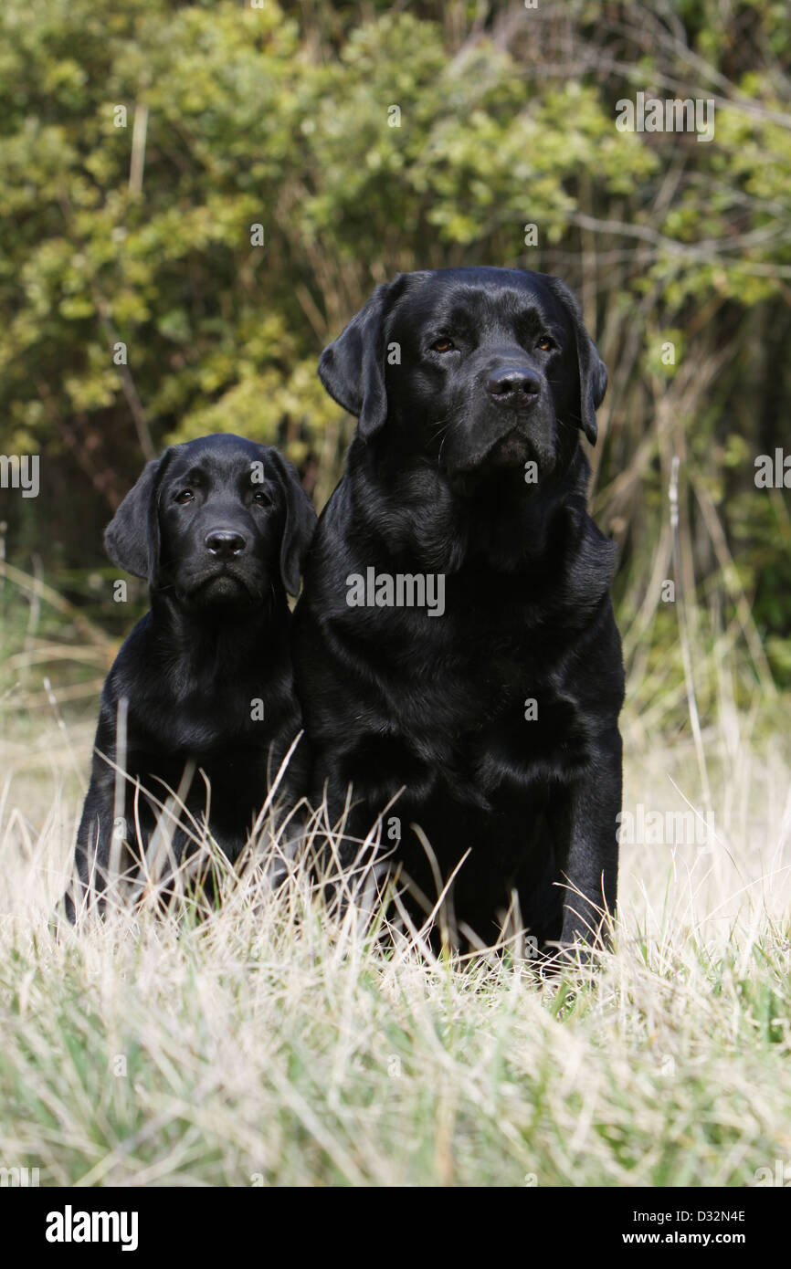 Labrador puppy black labs hi-res stock photography and images - Alamy