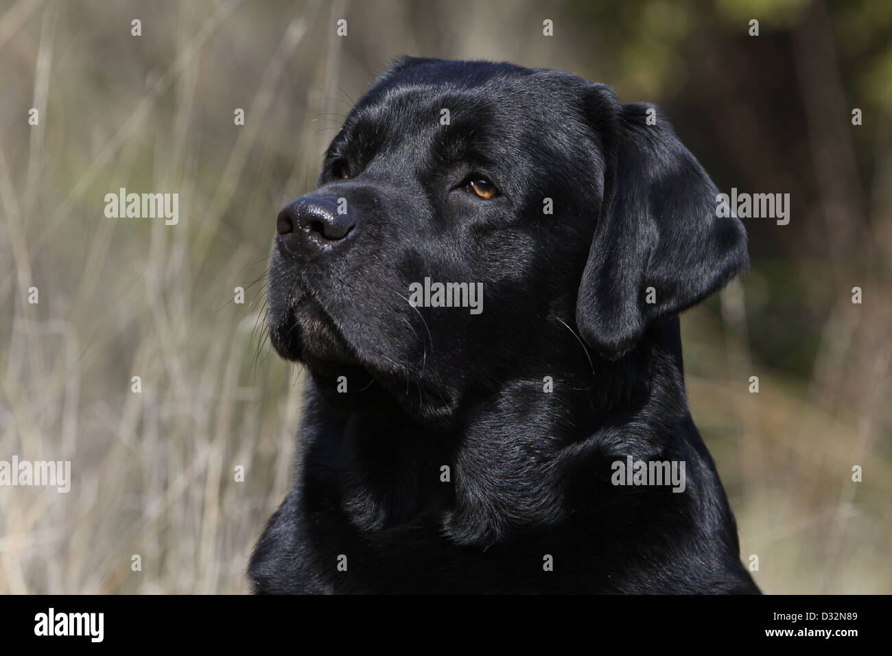 Labrador Retriever Profile Picture at Georgia Farber blog