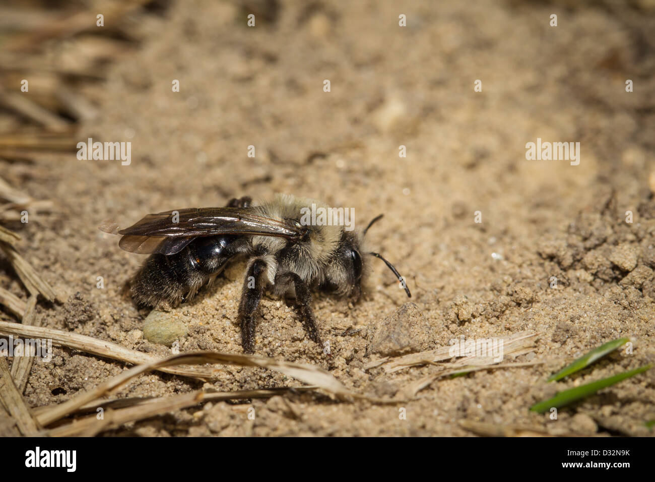 Sand bee hi-res stock photography and images - Alamy