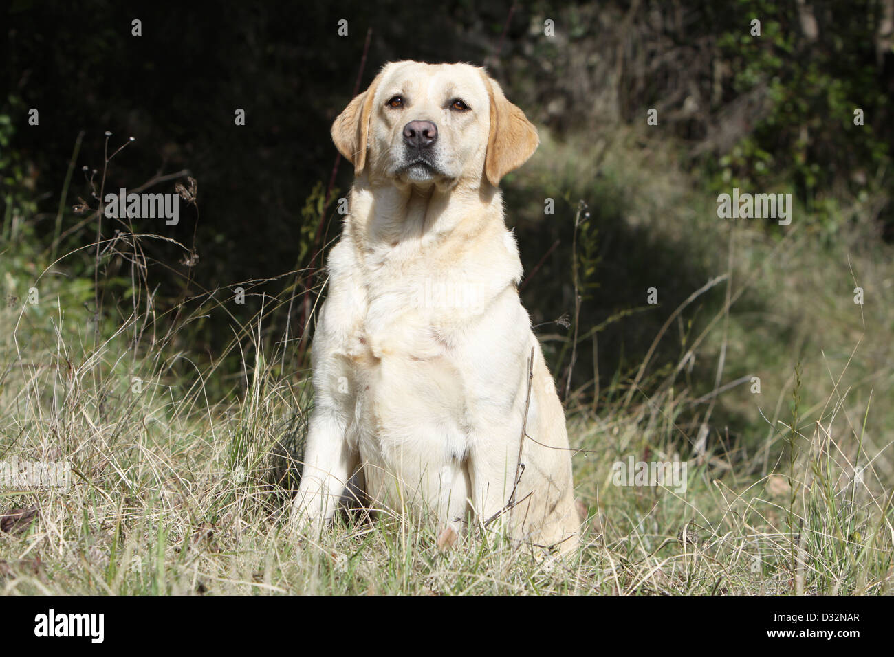 Dog Labrador Retriever adult (yellow) sitting in a meadow Stock Photo ...