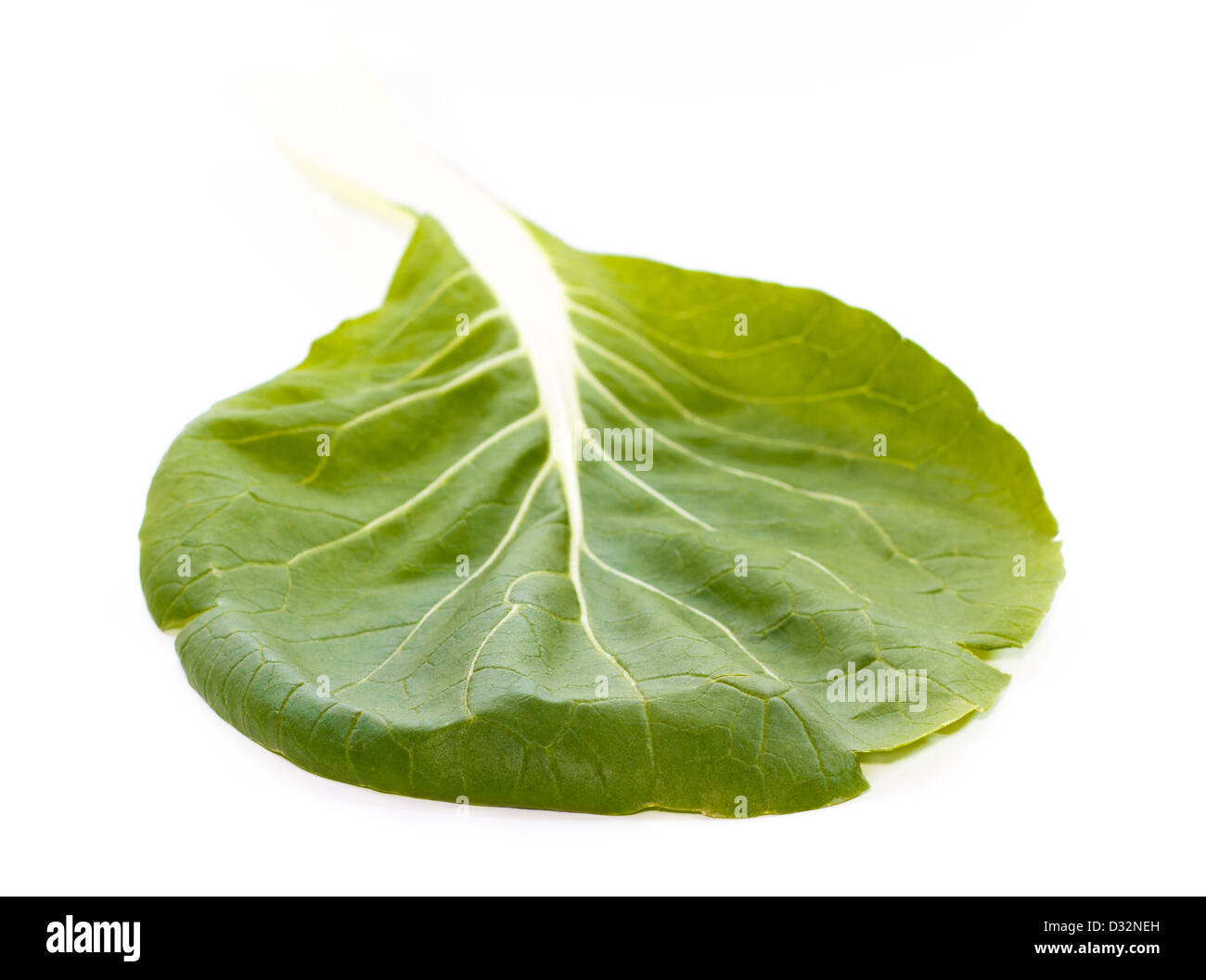 Green pak choi (Brassica rapa) leaf with veins against white background ...