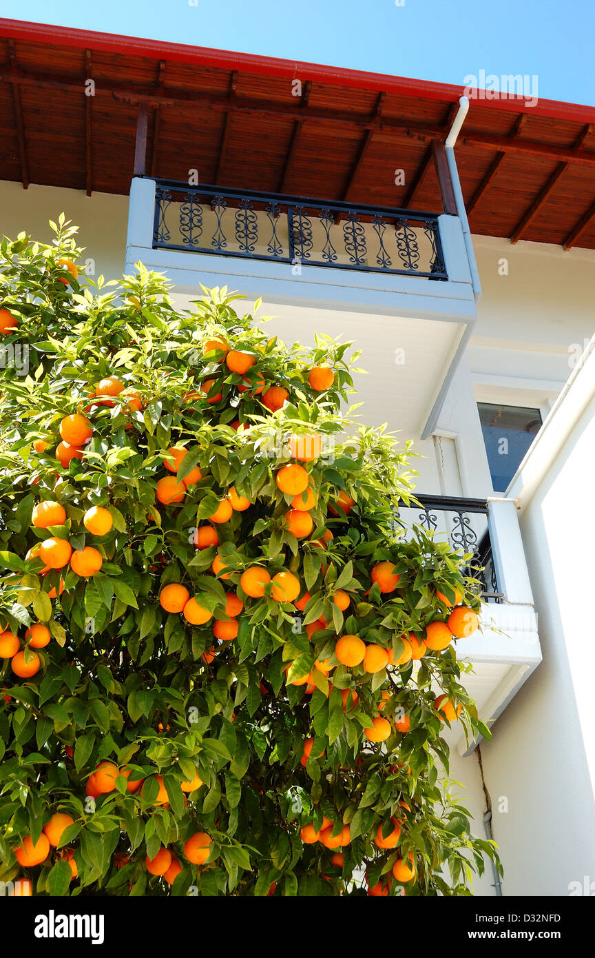 House at the Greek village and orange tree with fruits, Pieria, Greece ...