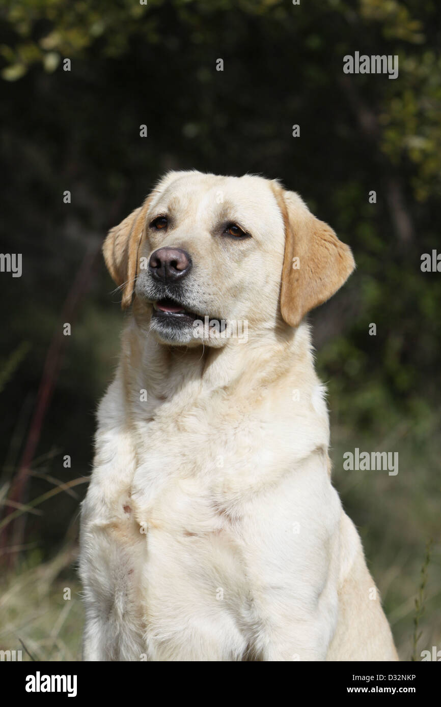 Dog Labrador Retriever adult (yellow) portrait Stock Photo - Alamy