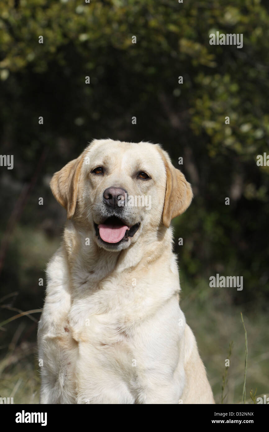 Dog Labrador Retriever adult (yellow) portrait Stock Photo - Alamy