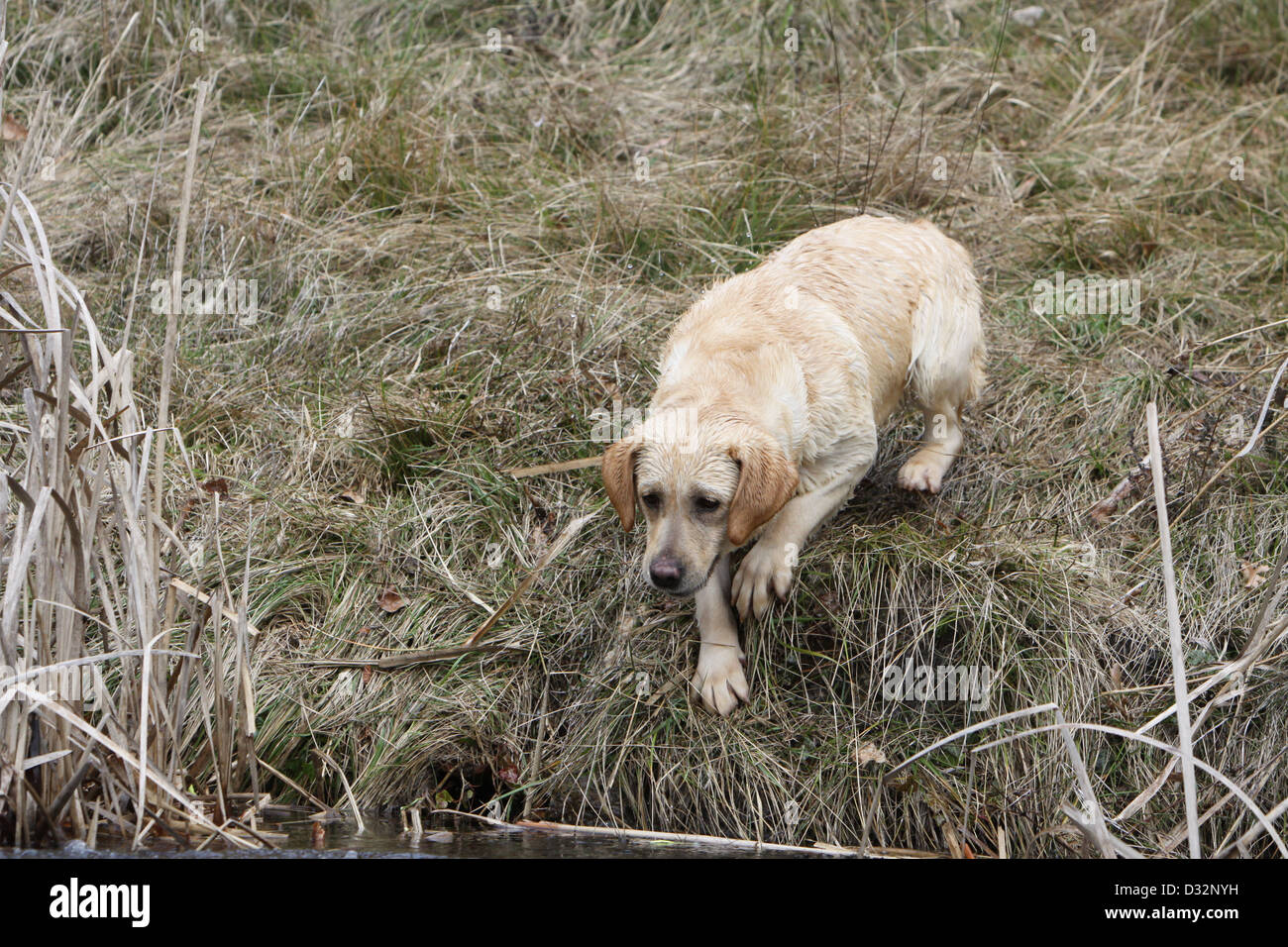 Dog Labrador Retriever adult (yellow) walking in a meadow Stock Photo ...