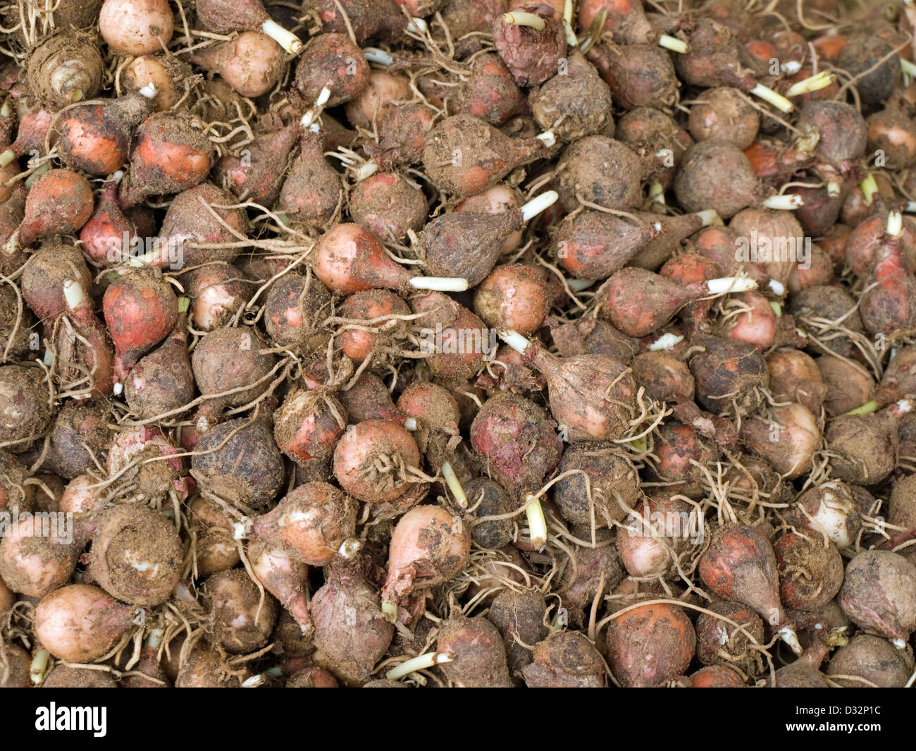 street market - Muscari comosum bulbs - lampascioni Stock Photo - Alamy
