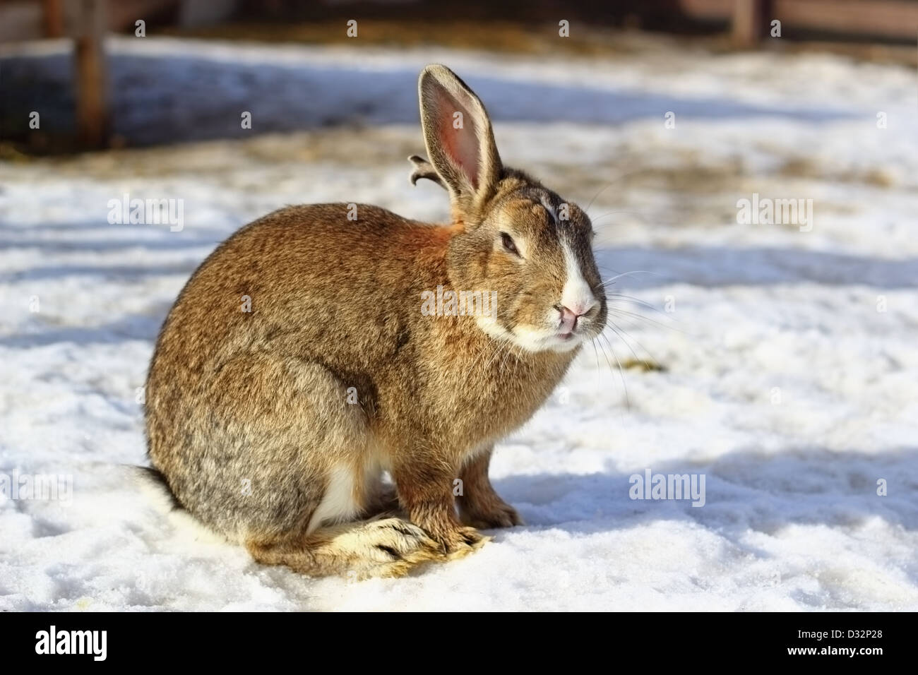 big domestic rabbit standing on snow in the farm yard Stock Photo - Alamy