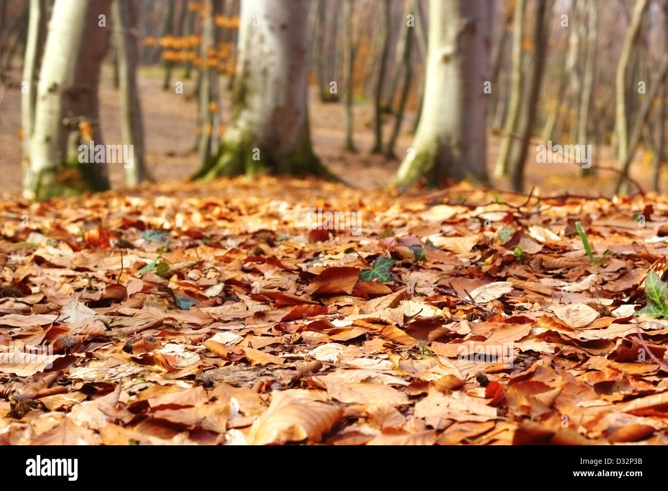 forest ground in late autumn with faded leaves Stock Photo - Alamy