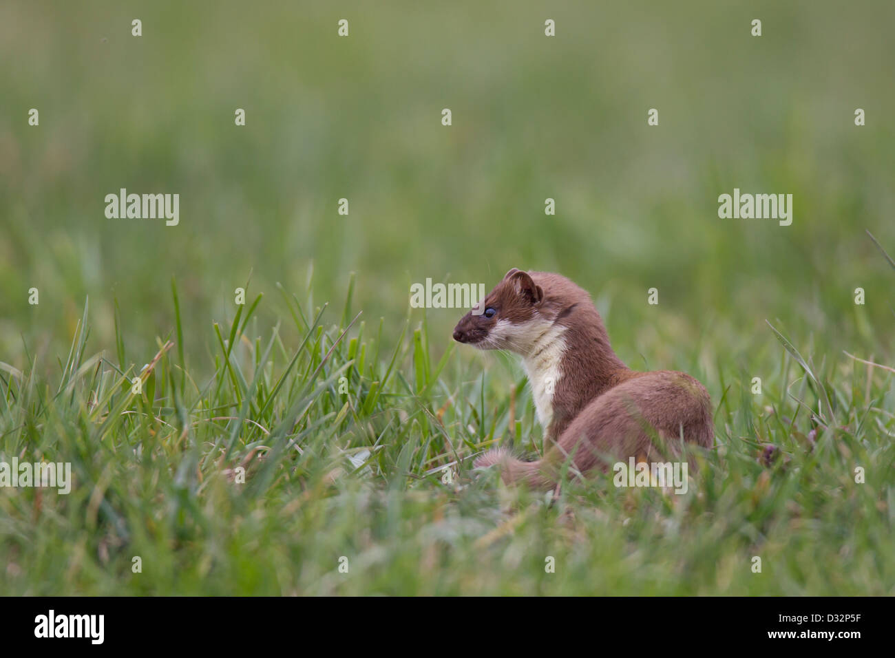 Großes Wiesel Hermelin Mustela erminea ermine Stock Photo - Alamy